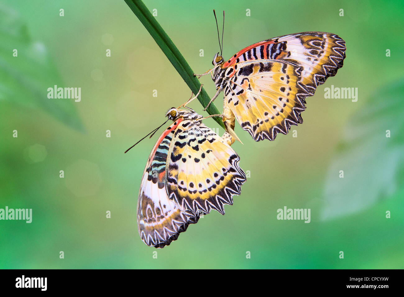 Leopard Lacewing (Cethosia cyane) butterflies Stock Photo - Alamy