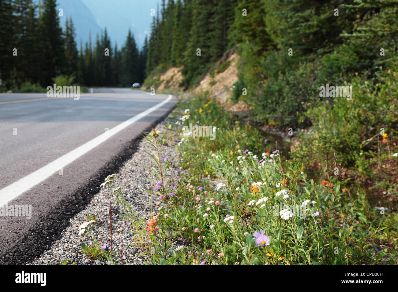 Flowers and a stream along the side of a road in the Rocky mountains ...