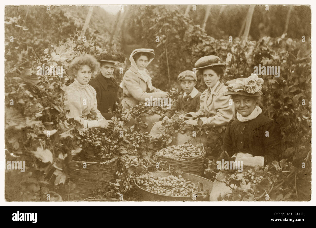 Hops hop picking hop picker pickers High Resolution Stock Photography ...