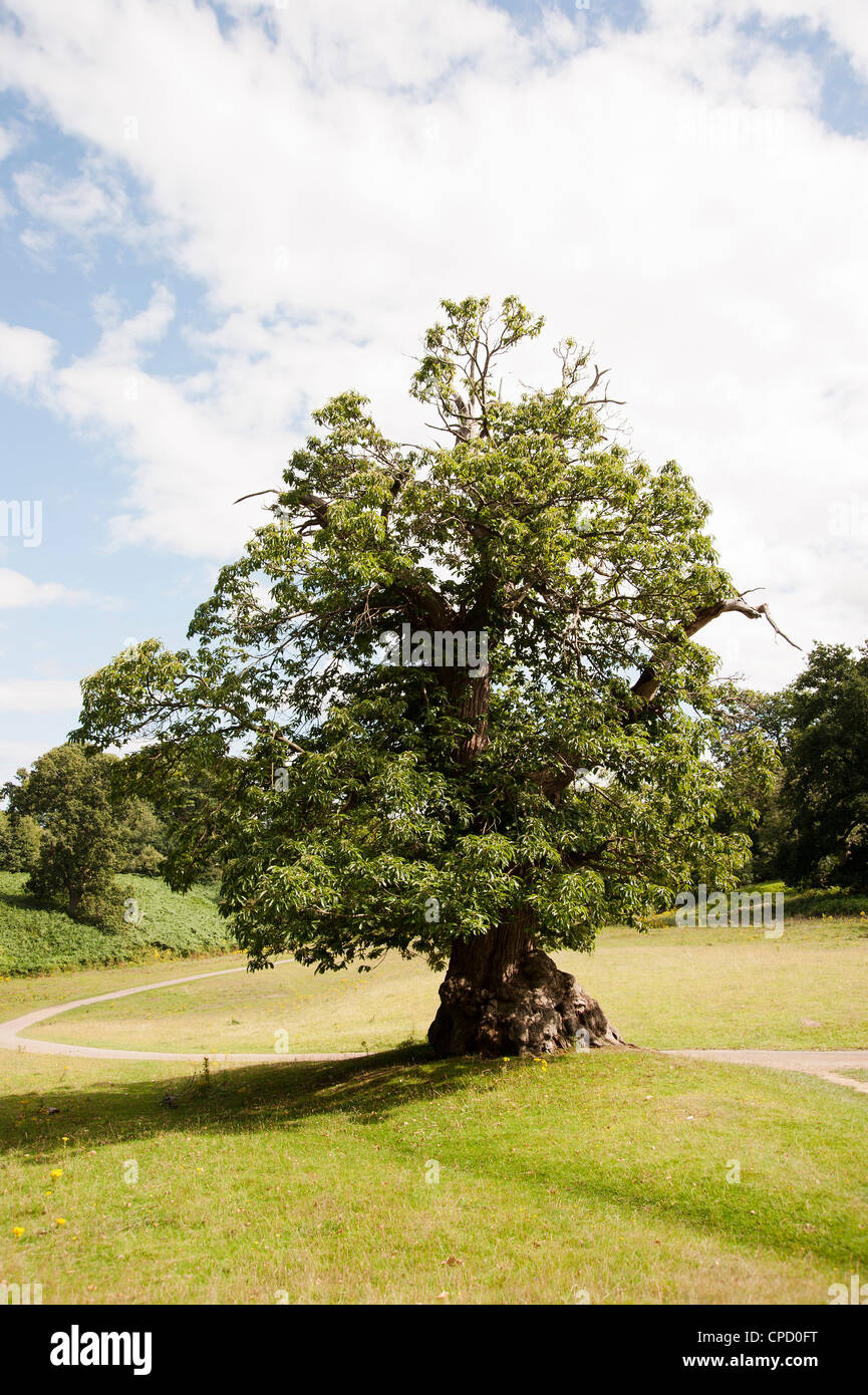 Knole Park Kent Stock Photo - Alamy