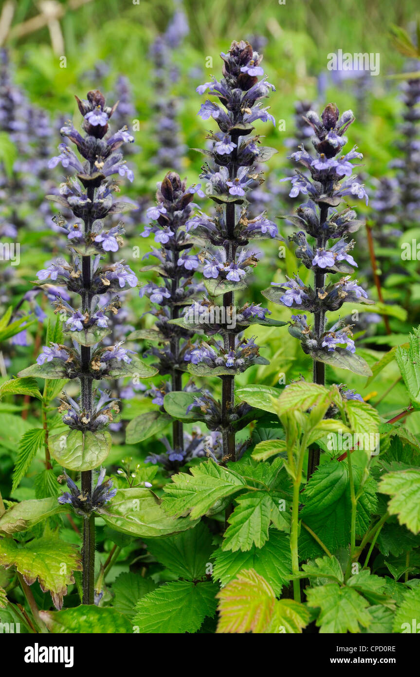Ajuga reptans hi-res stock photography and images - Alamy