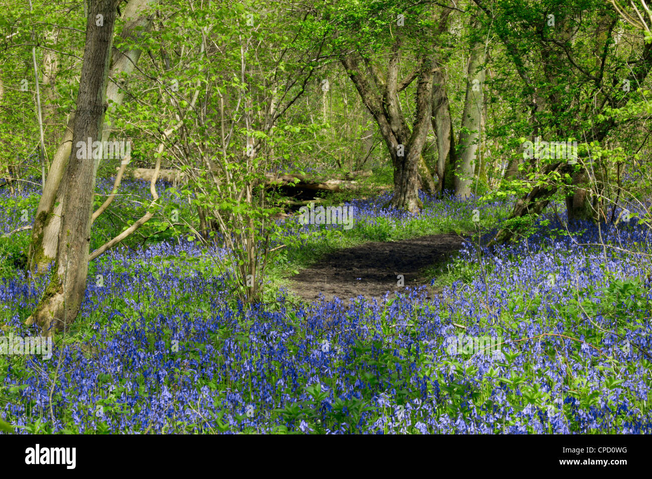 Waresley wood hi-res stock photography and images - Alamy