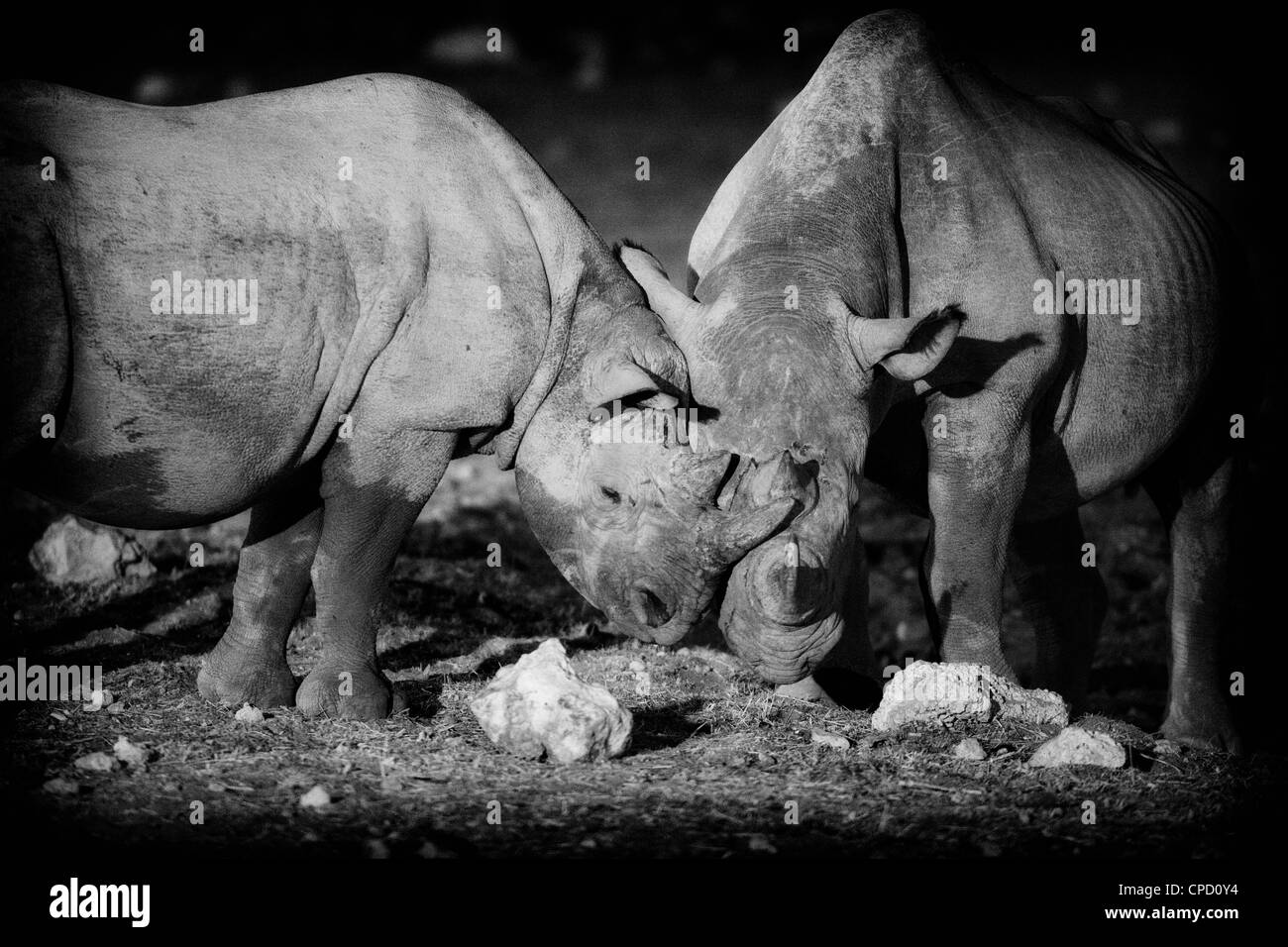 Rhinos mating Black and White Stock Photos & Images - Alamy