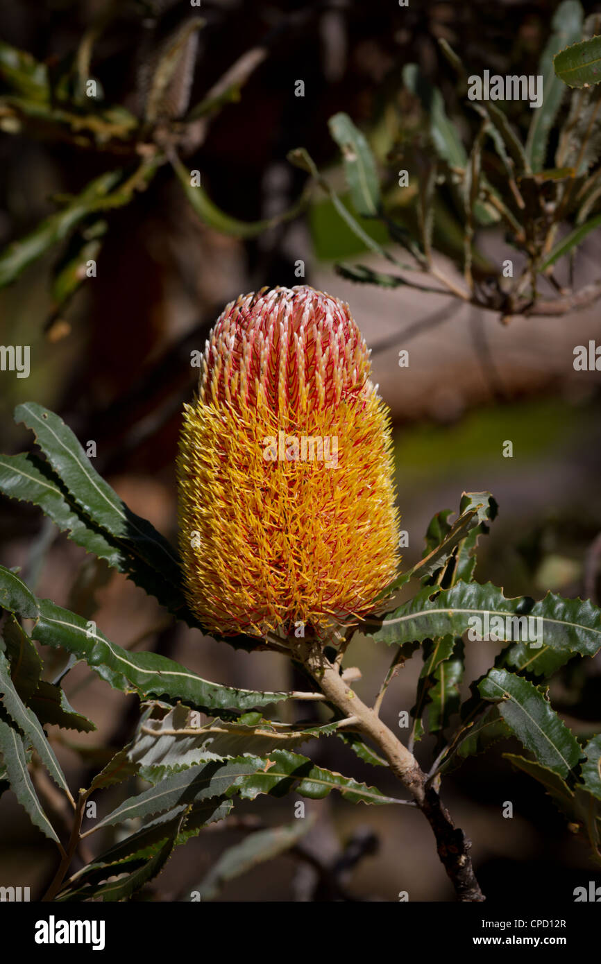 Banksia flower hi-res stock photography and images - Alamy