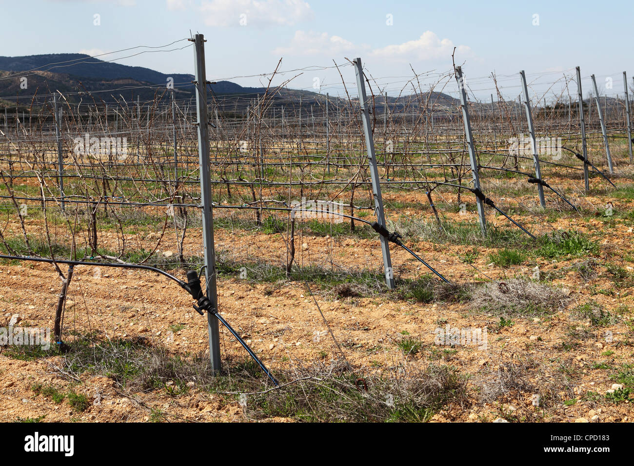 Greek vines early in the season Stock Photo - Alamy