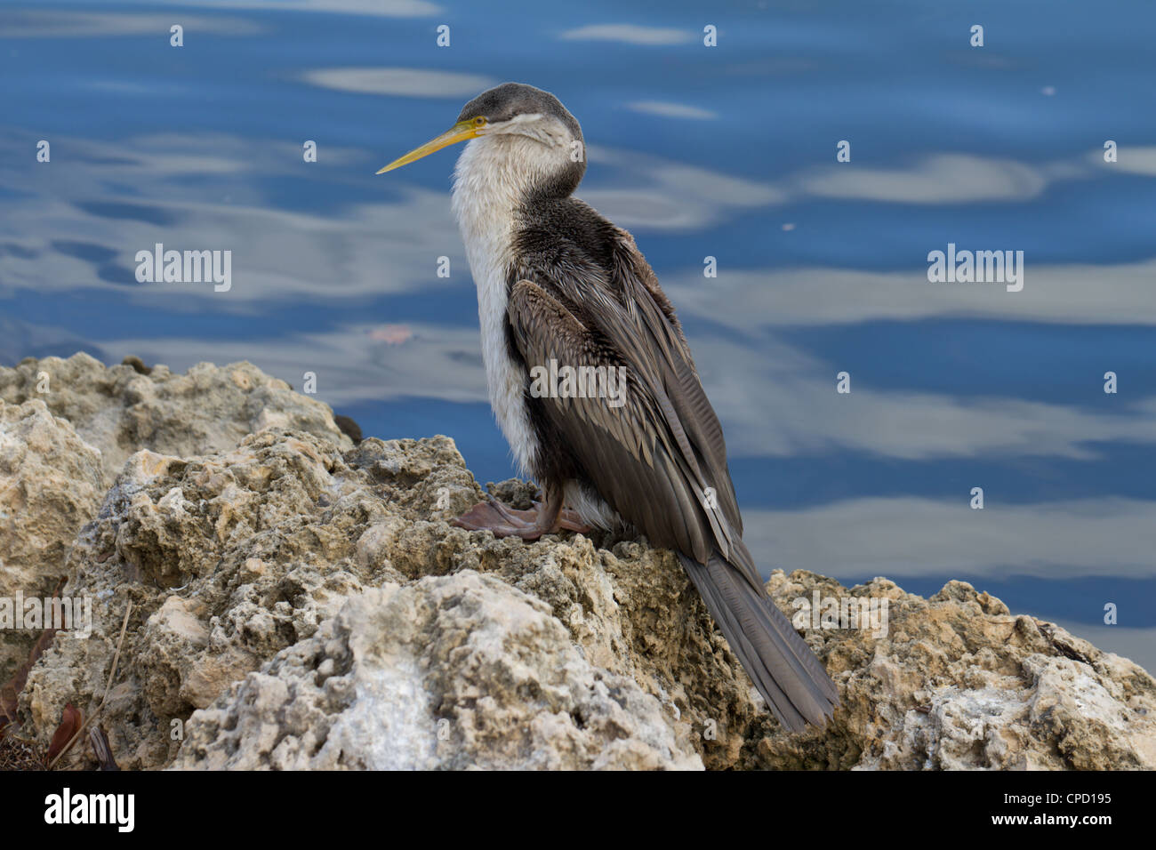 Australian native water bird hi-res stock photography and images - Alamy