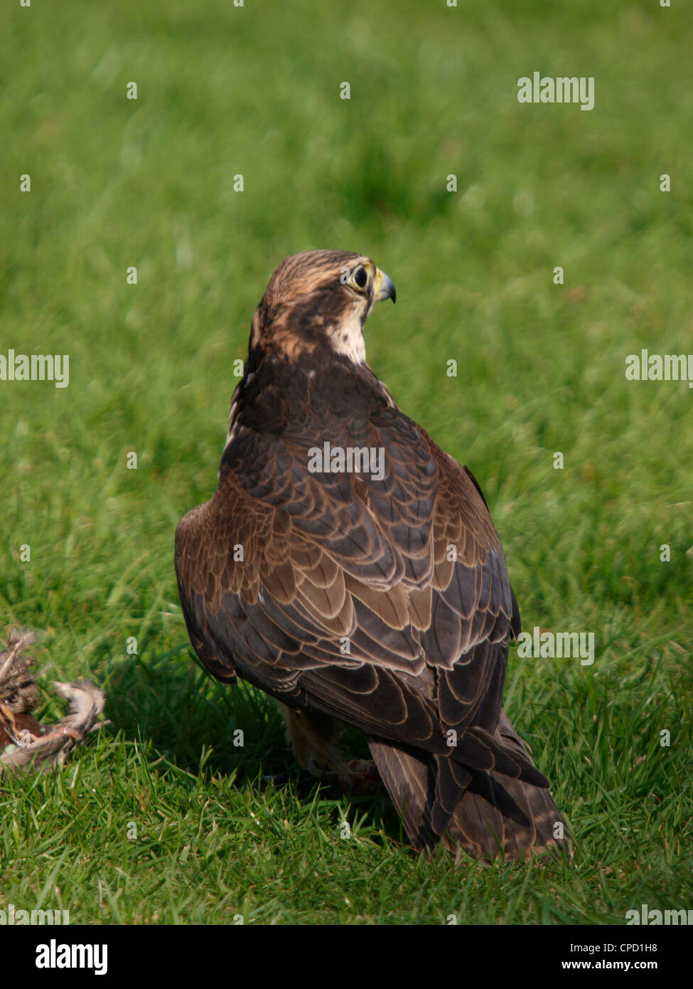 Lanner Falcon, Falco biarmicus Stock Photo - Alamy