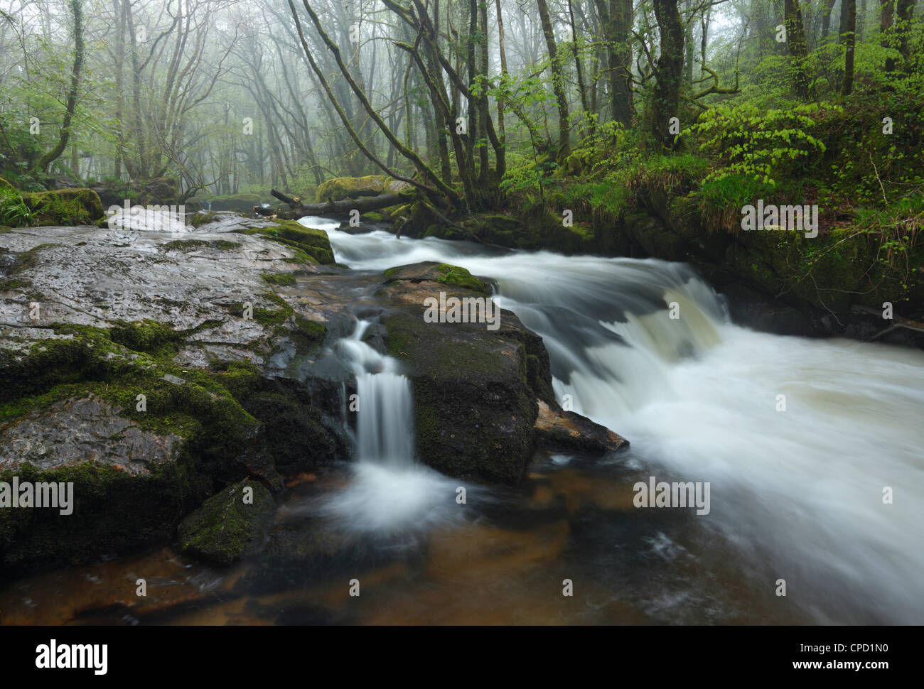 River Fowey at Golitha Falls. Cornwall. England. UK Stock Photo - Alamy