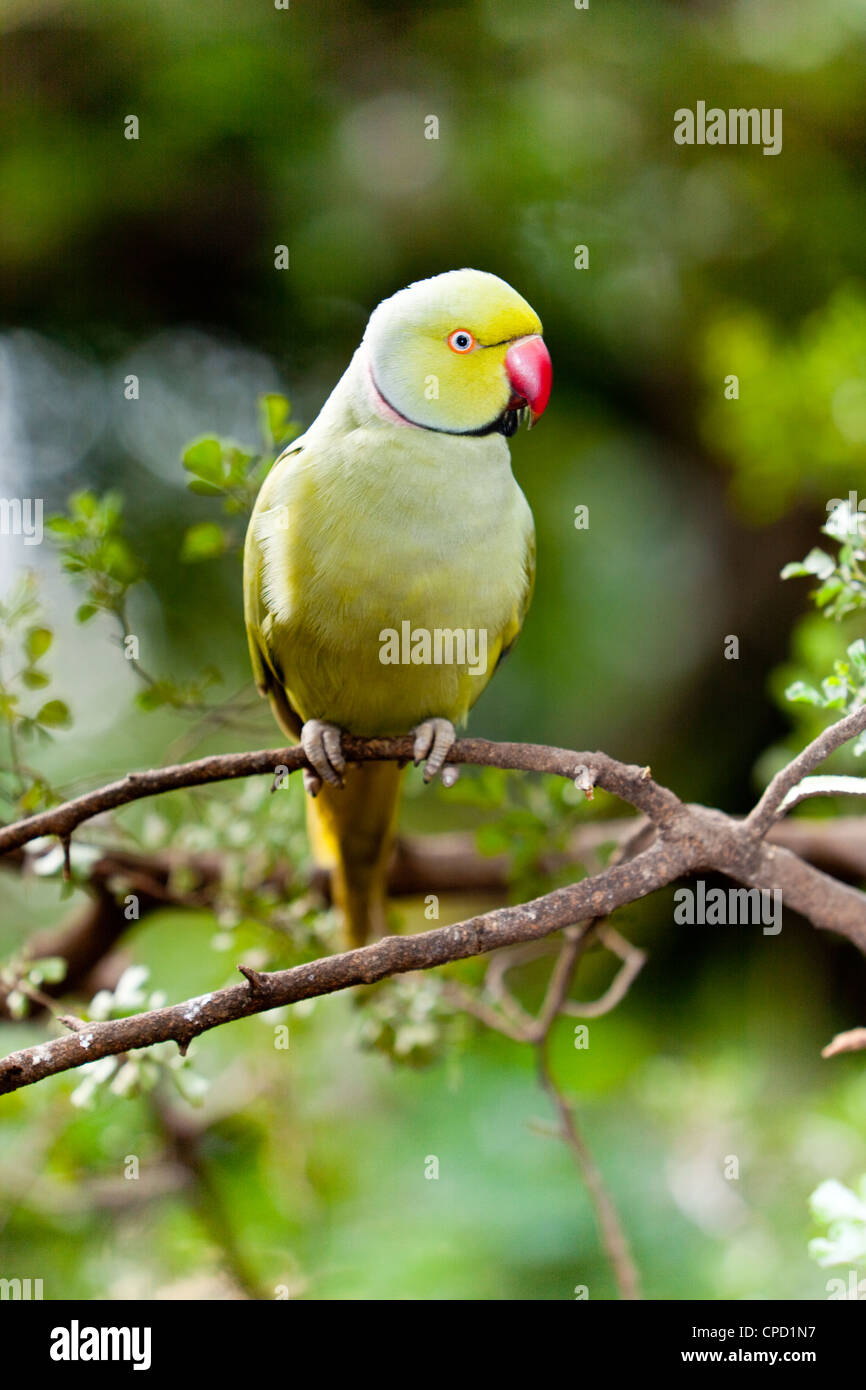 Rose-ringed Parakeet or Ring-necked Parakeet ( Psittacula krameri ...