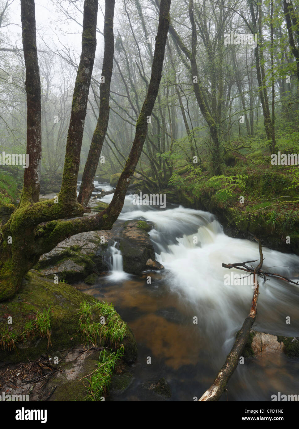 River Fowey at Golitha Falls. Cornwall. England. UK Stock Photo - Alamy