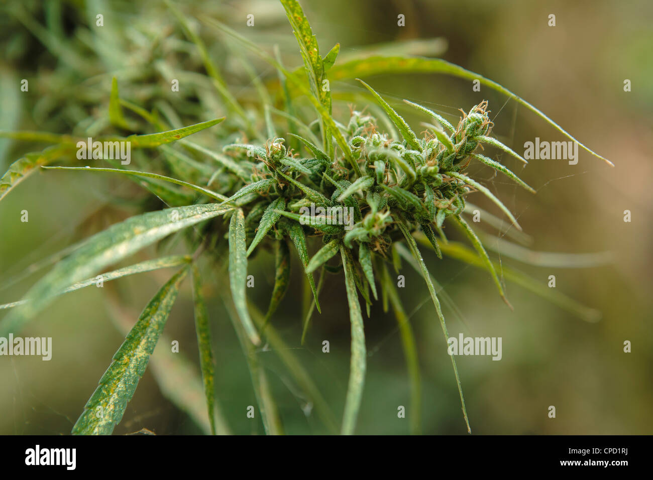 Cannabis (Cannabis Sativa) bud grown locally by villagers for ...