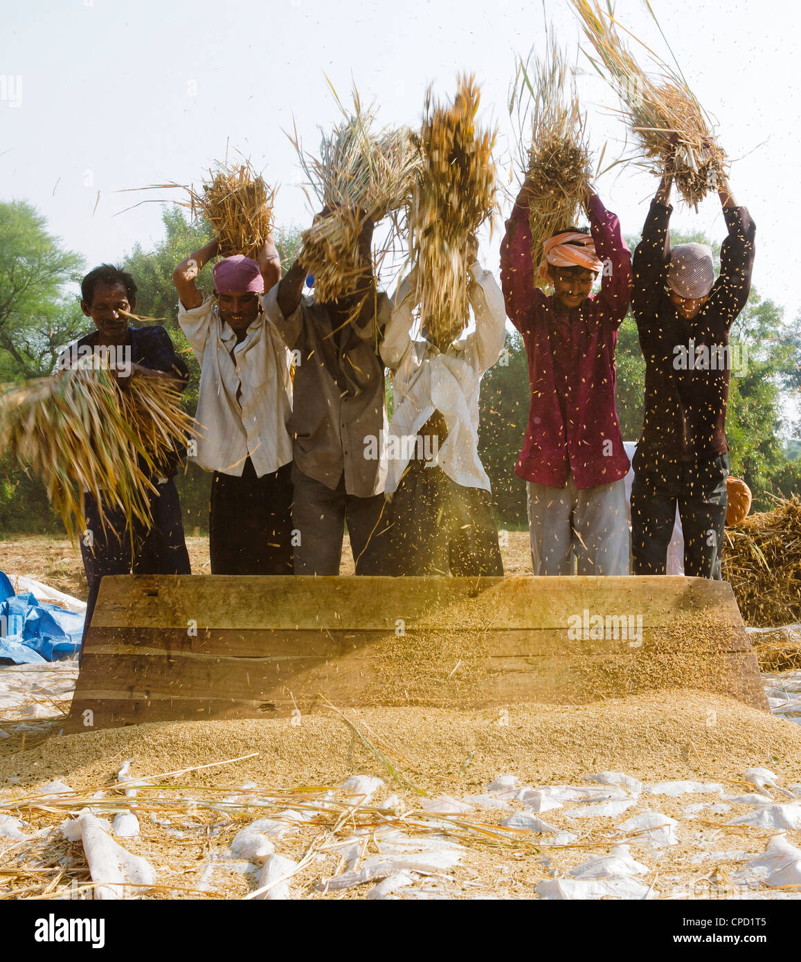 Farmers threshing rice in the fields, Saijpur Ras, Gujarat, India Stock ...