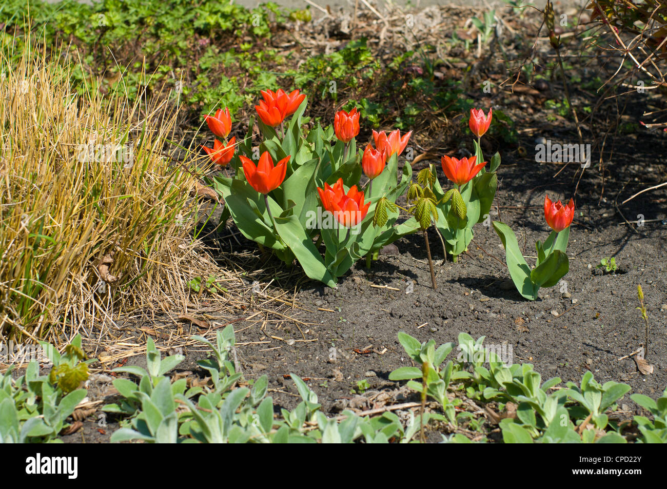 The first tulips Stock Photo - Alamy