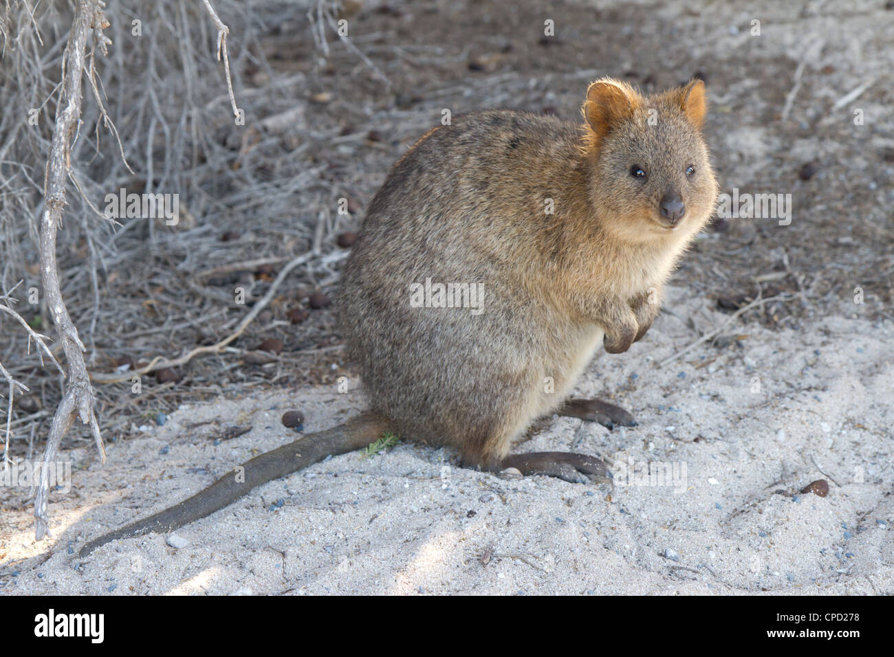 Quokka (Setonix brachyurus Stock Photo - Alamy