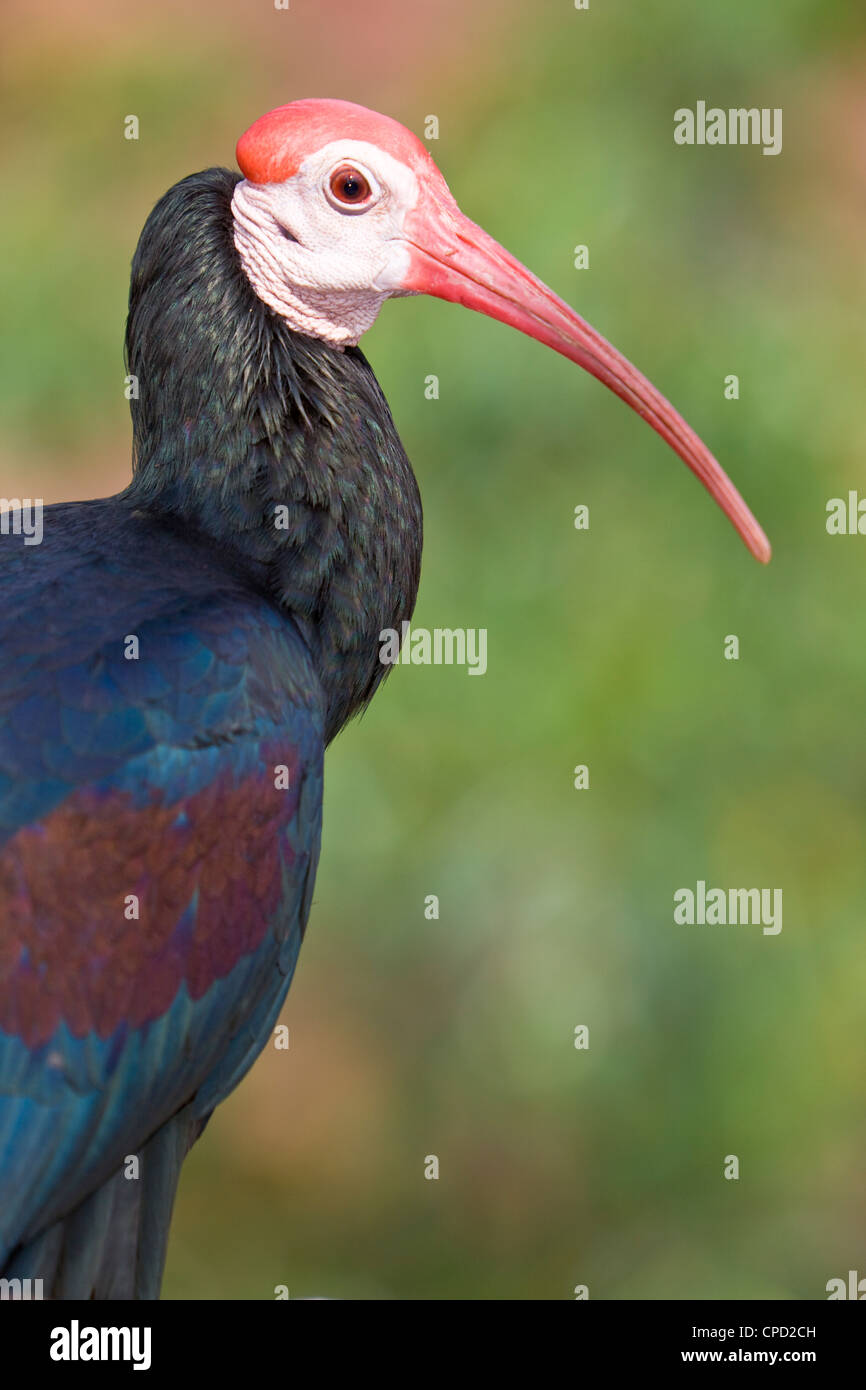 Portrait of an Southern Bald Ibis (Geronticus calvus Stock Photo - Alamy