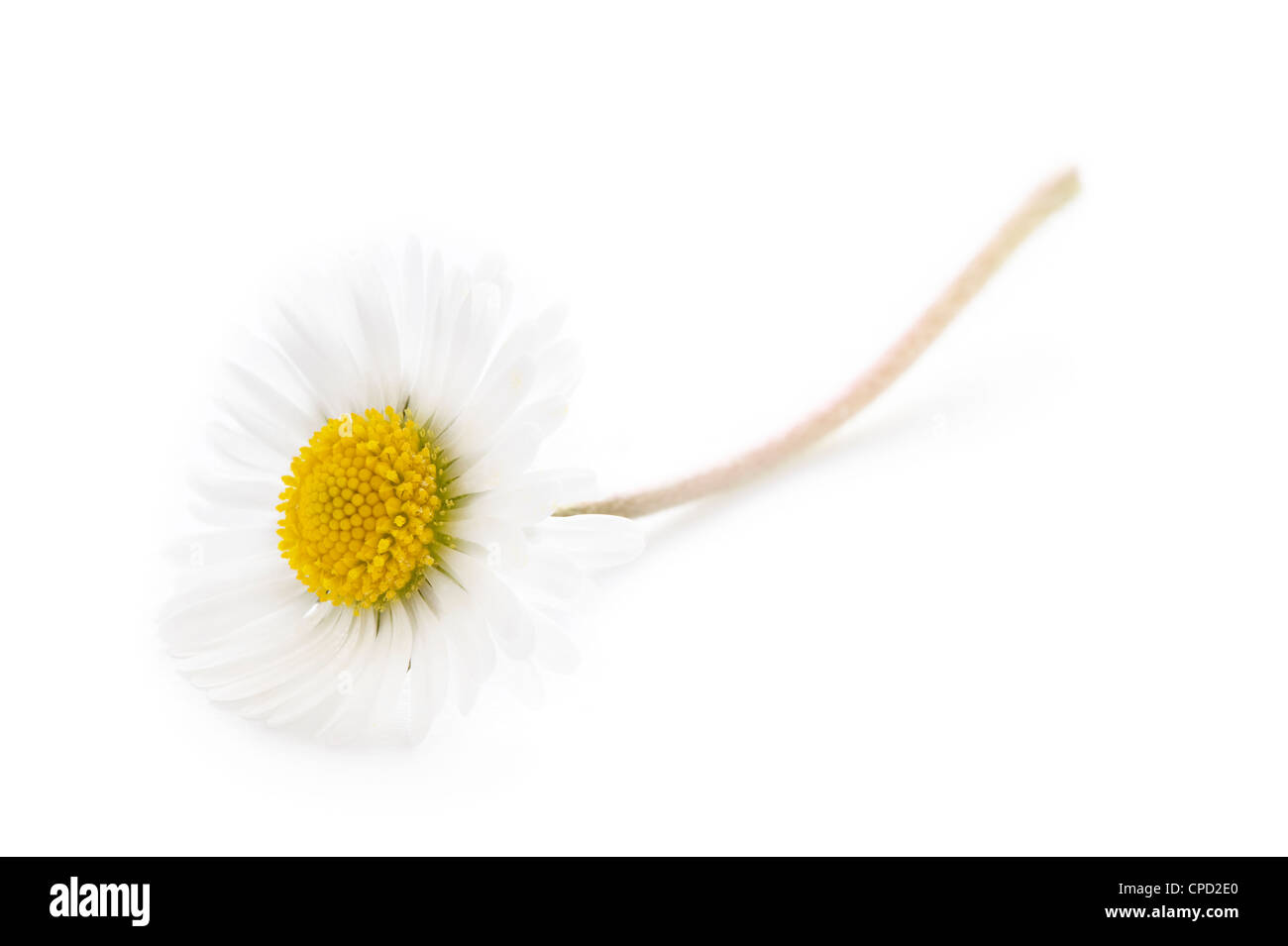 single daisy studio shot on white background Stock Photo - Alamy