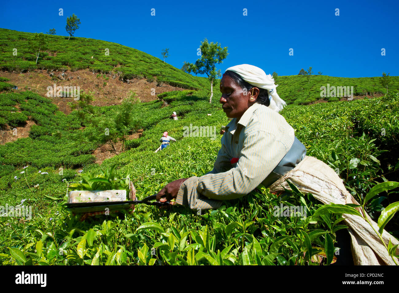 Tea Plantation Worker High Resolution Stock Photography and Images - Alamy