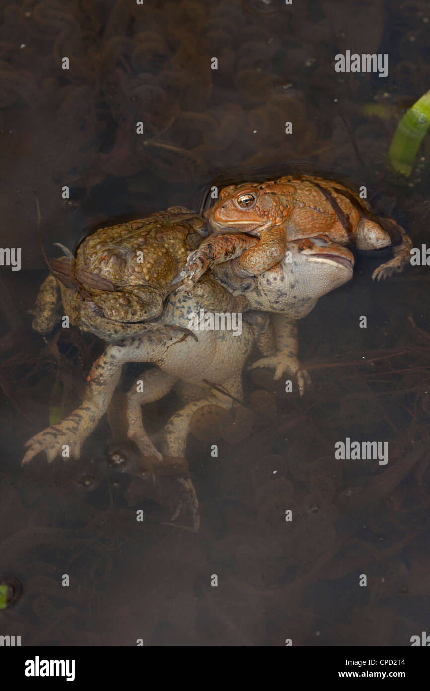 American toad - Bufo americanus - New York - Males attempting to mate ...