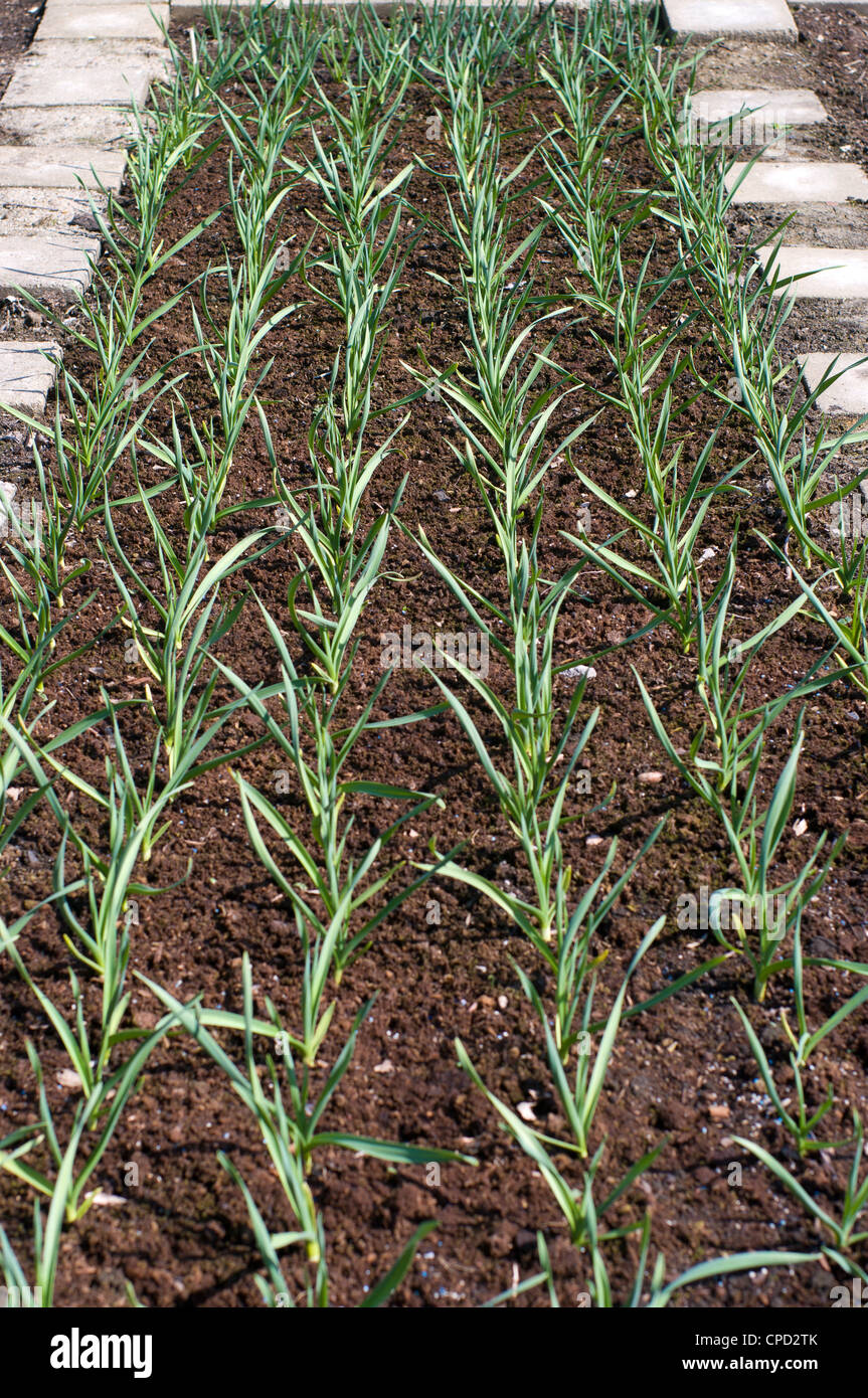 The germs of garlic in the garden Stock Photo - Alamy