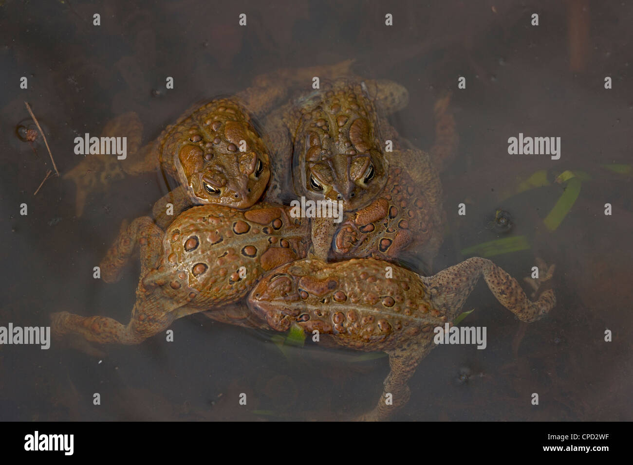 American toad - Bufo americanus - New York - Males attempting to mate ...