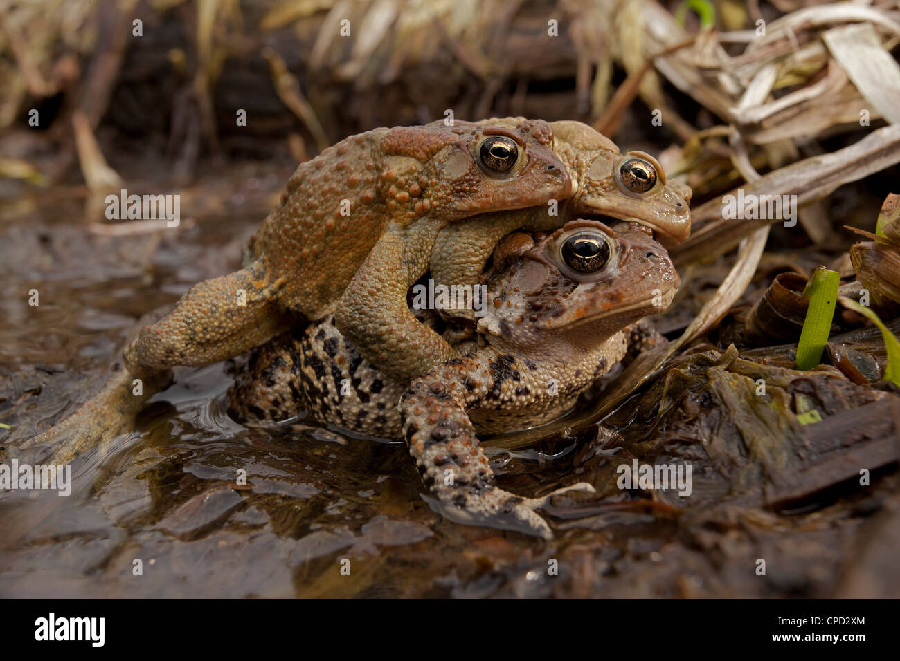 American toad - Bufo americanus - New York - Males attempting to mate ...