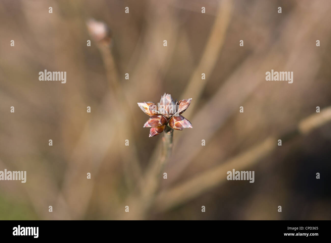 The first spring buds Stock Photo - Alamy