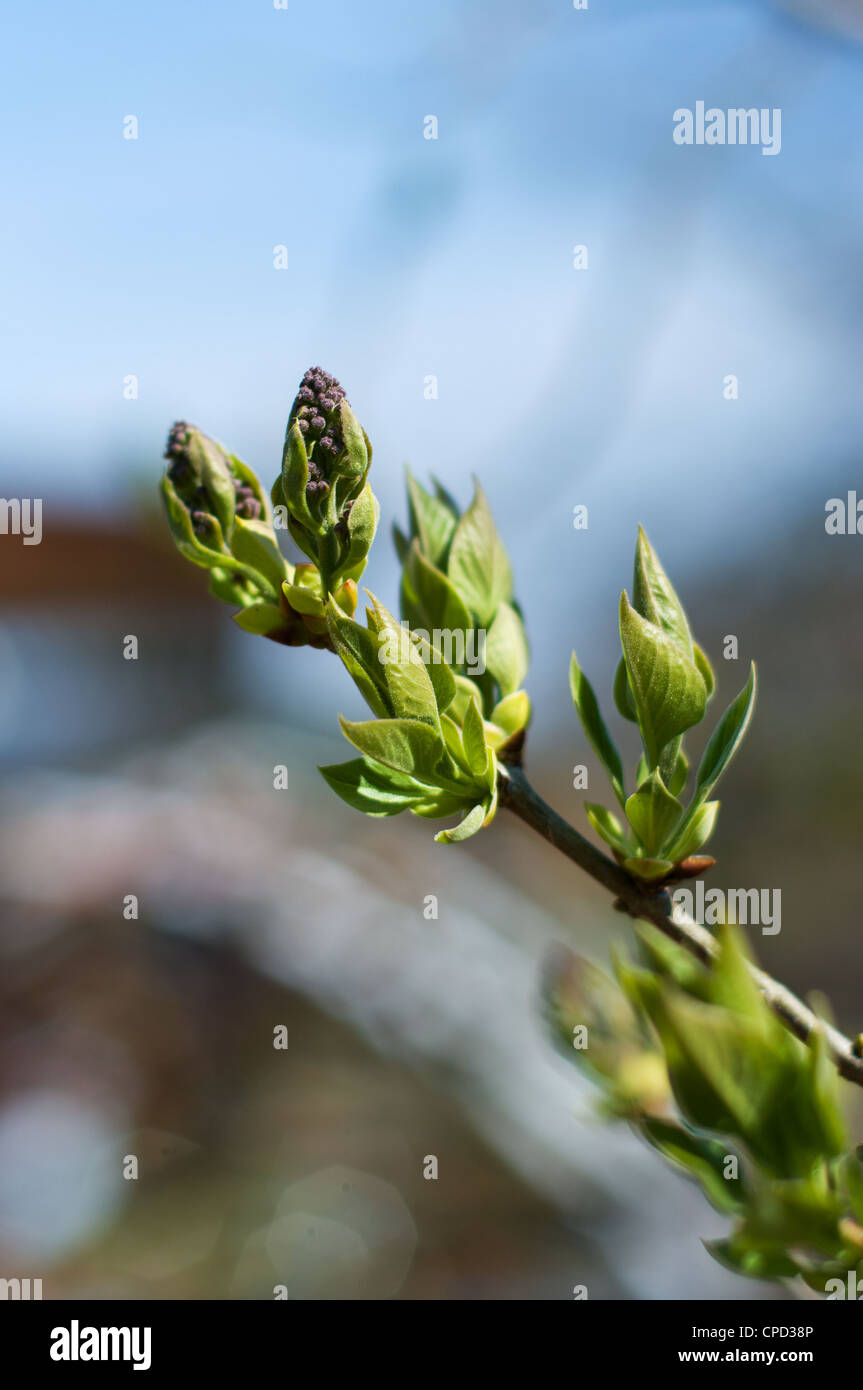 The first spring buds of Syringa Stock Photo - Alamy