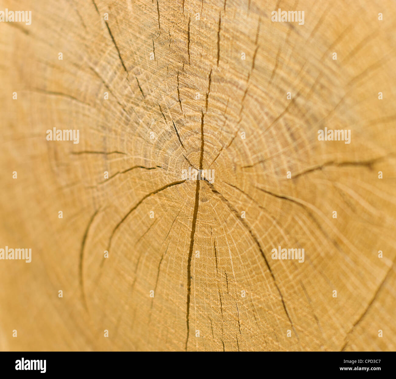 The background of the tree. Annual rings. Focus on the center Stock ...