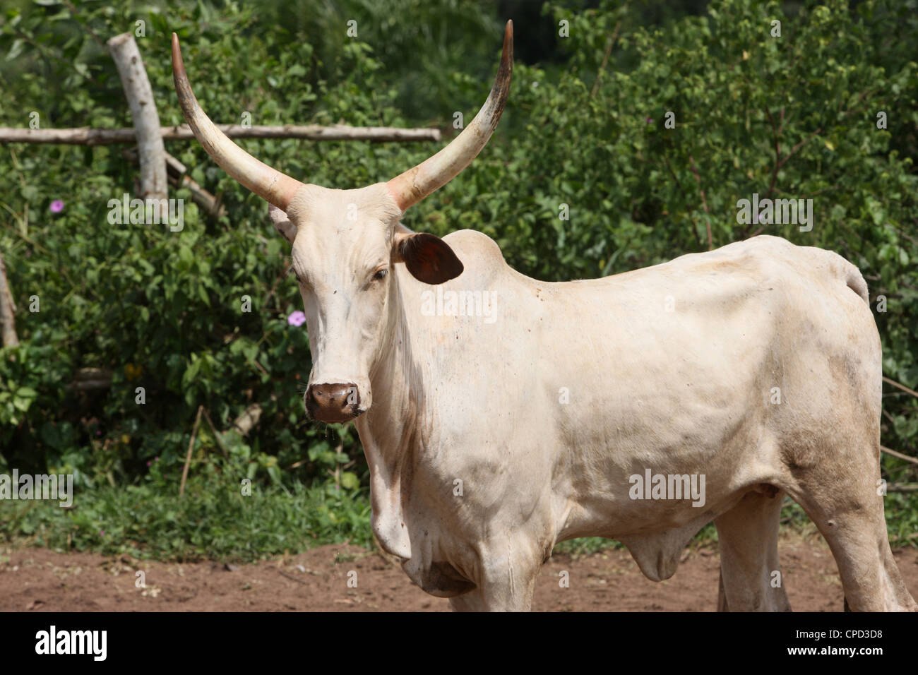 Cattle ranch, Tori, Benin, West Africa, Africa Stock Photo - Alamy