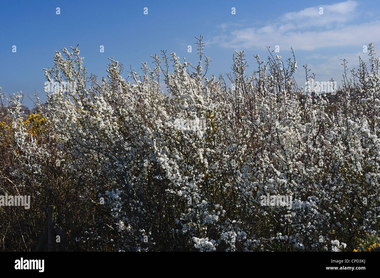 Sloe bush hi-res stock photography and images - Alamy