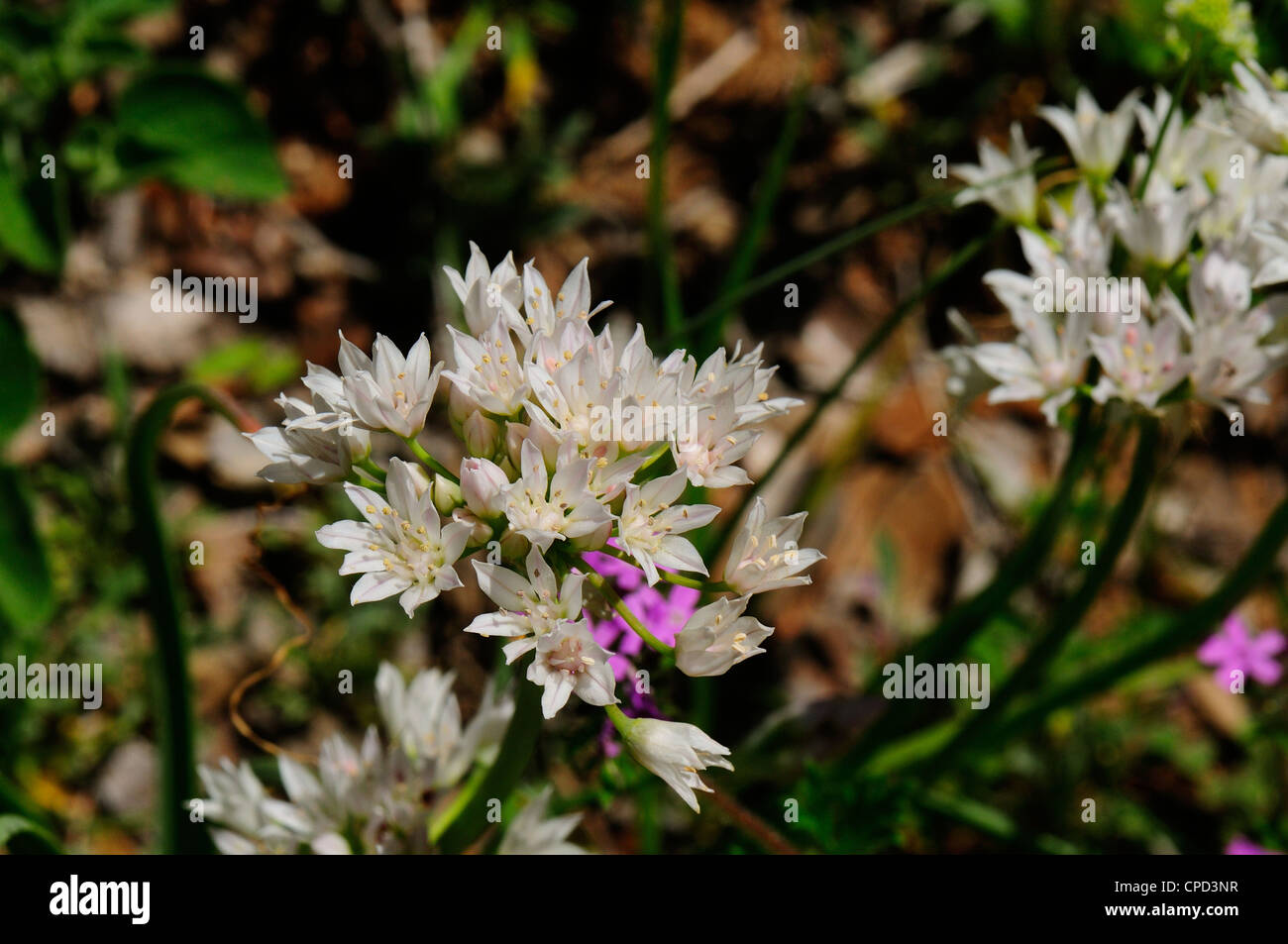 Allium sp hi-res stock photography and images - Alamy
