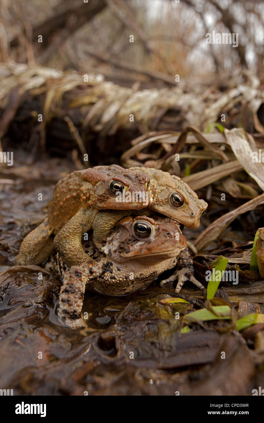 American toad bufo americanus males hi-res stock photography and images ...