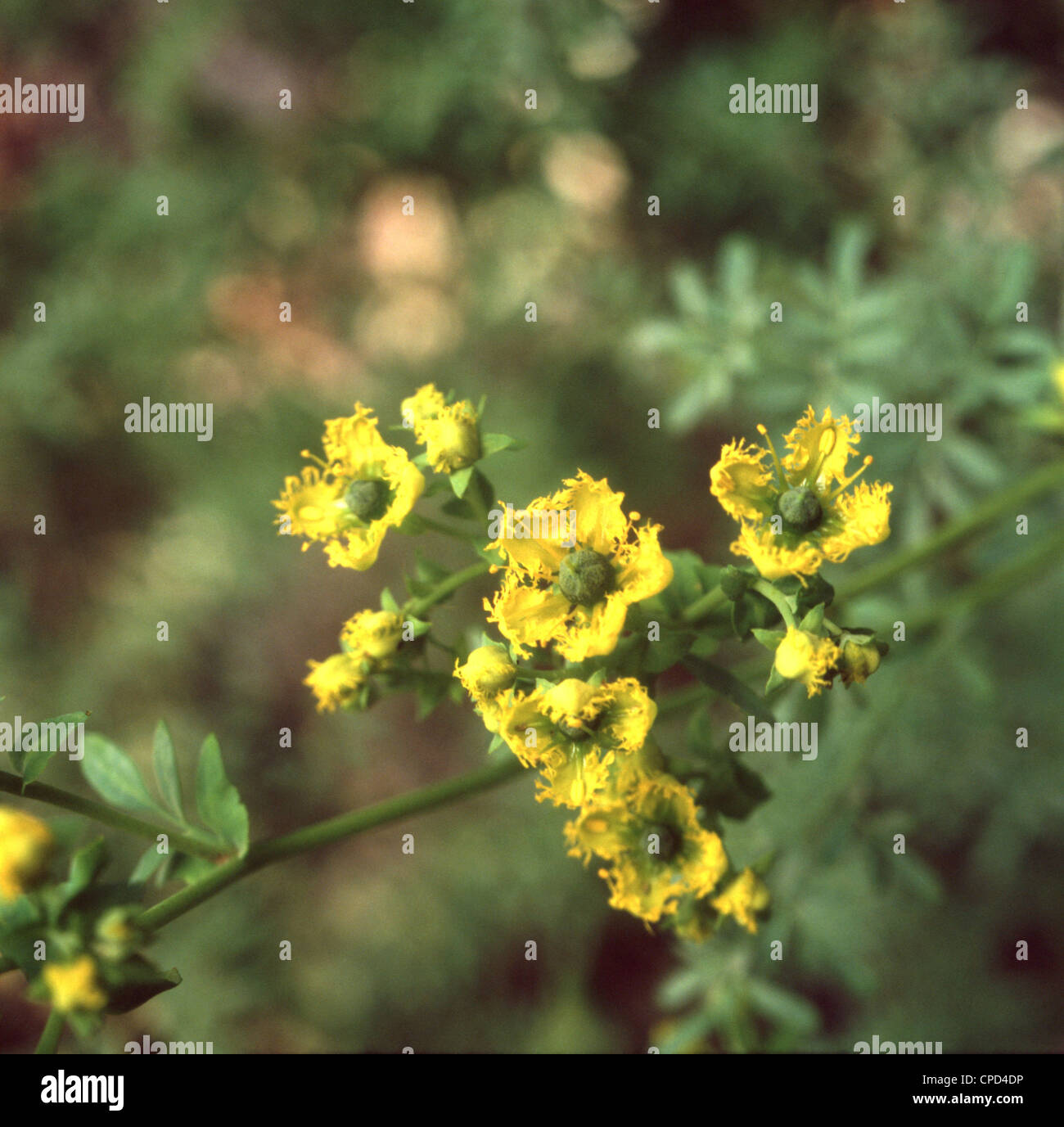 Fringed rue ruta chalepensis hi-res stock photography and images - Alamy