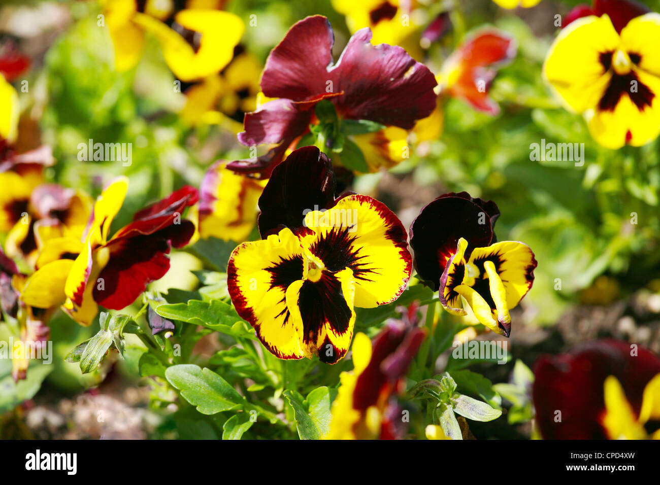 Heartsease, flower garden - close-up Stock Photo - Alamy