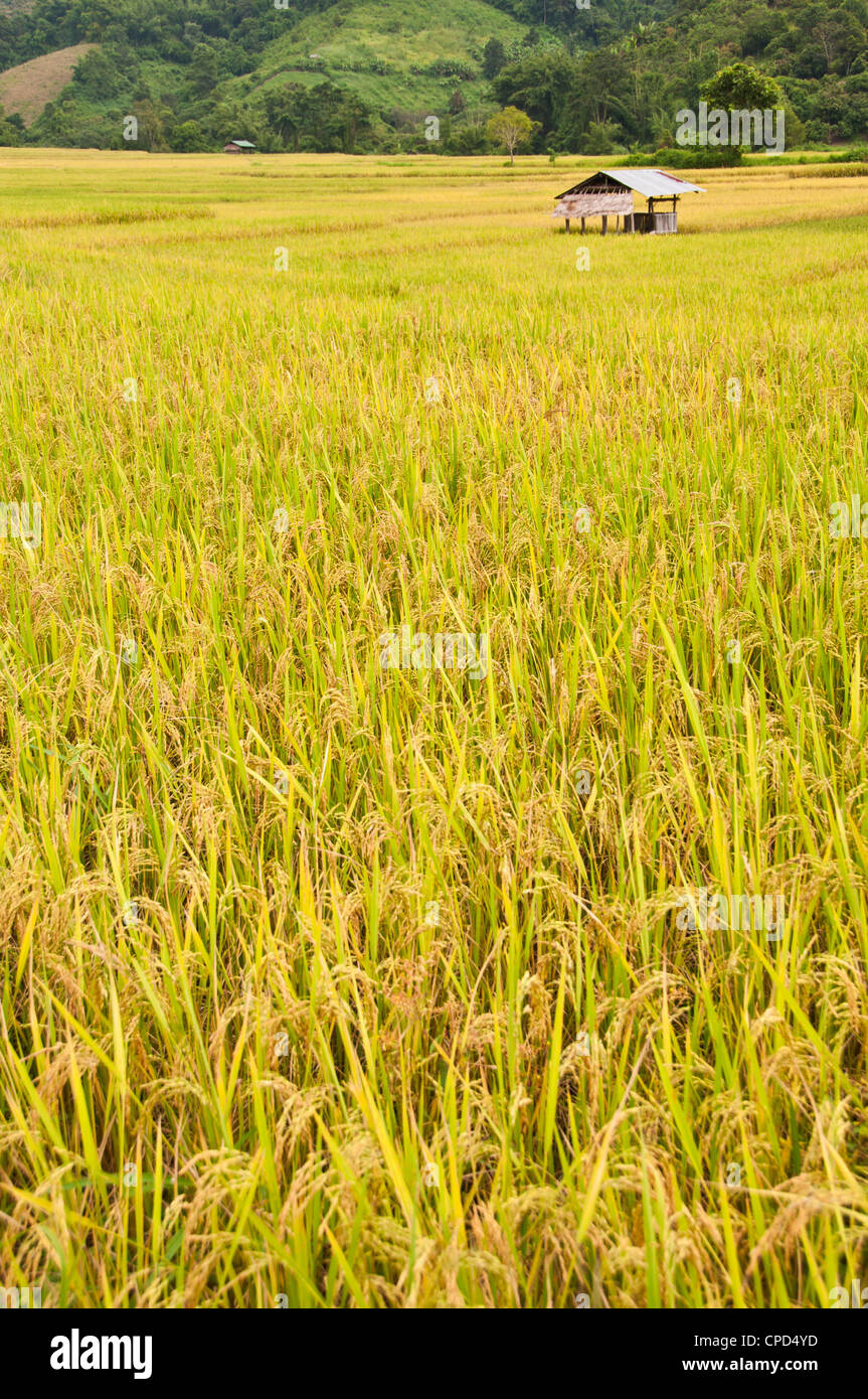 Rice field in Thailand countryside Stock Photo - Alamy