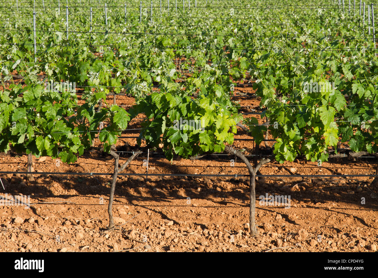 Vineyard grapevines field "Jose' L Ferrer" Binissalem Majorca Mallorca ...