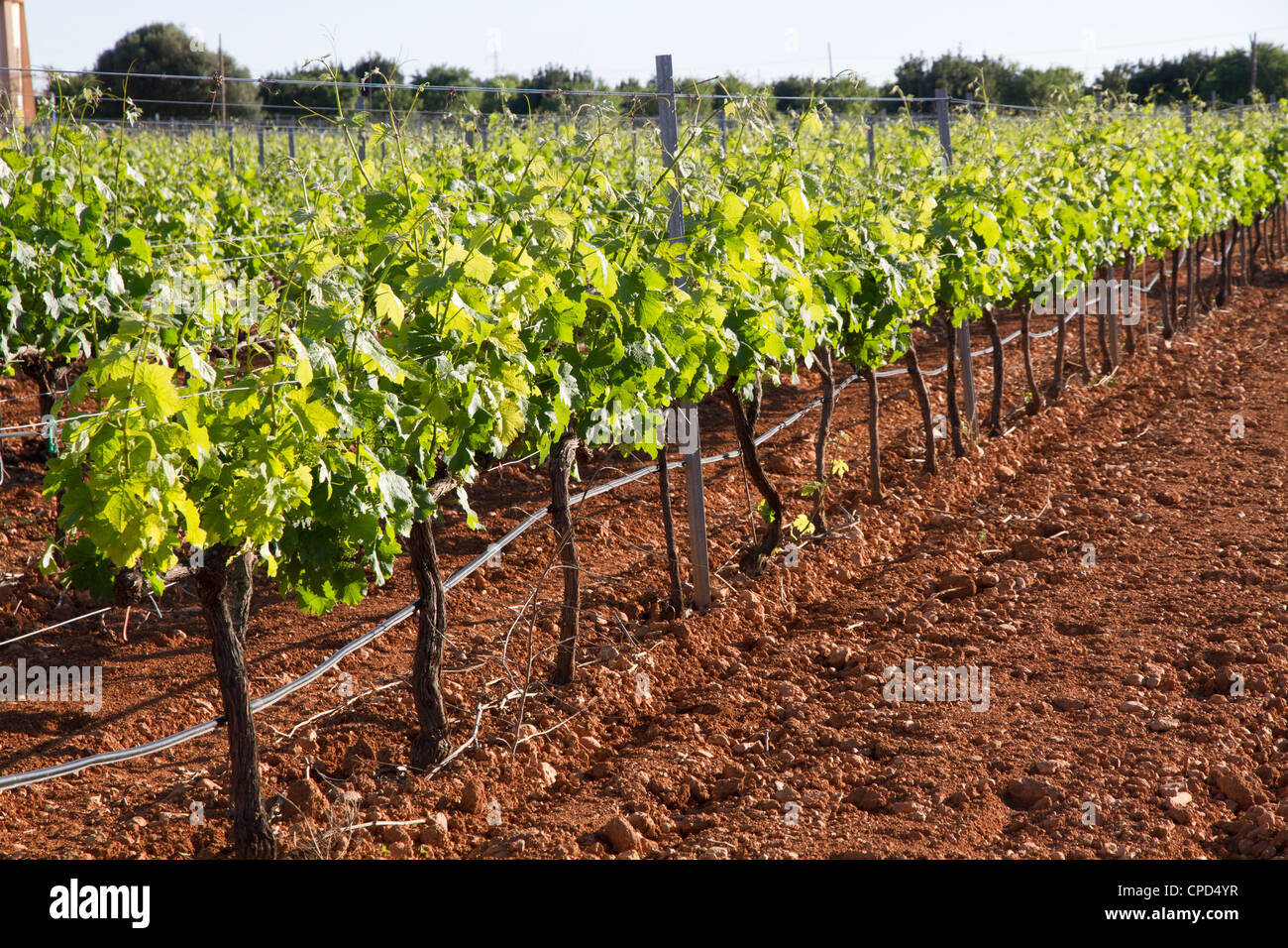 Vineyard grapevines field "Jose' L Ferrer" Binissalem Majorca Mallorca ...