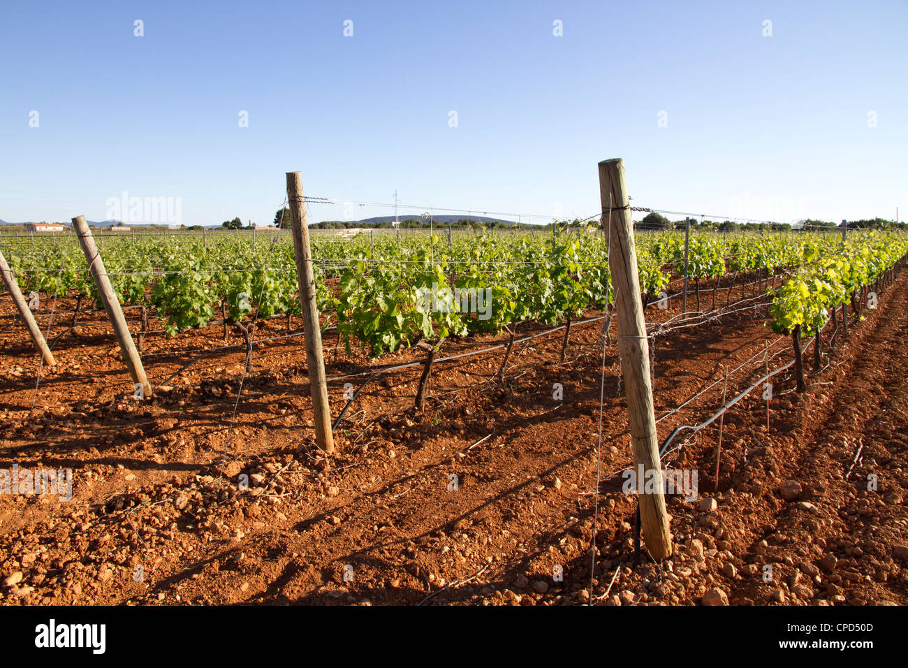 Vineyard grapevines field "Jose' L Ferrer" Binissalem Majorca Mallorca ...