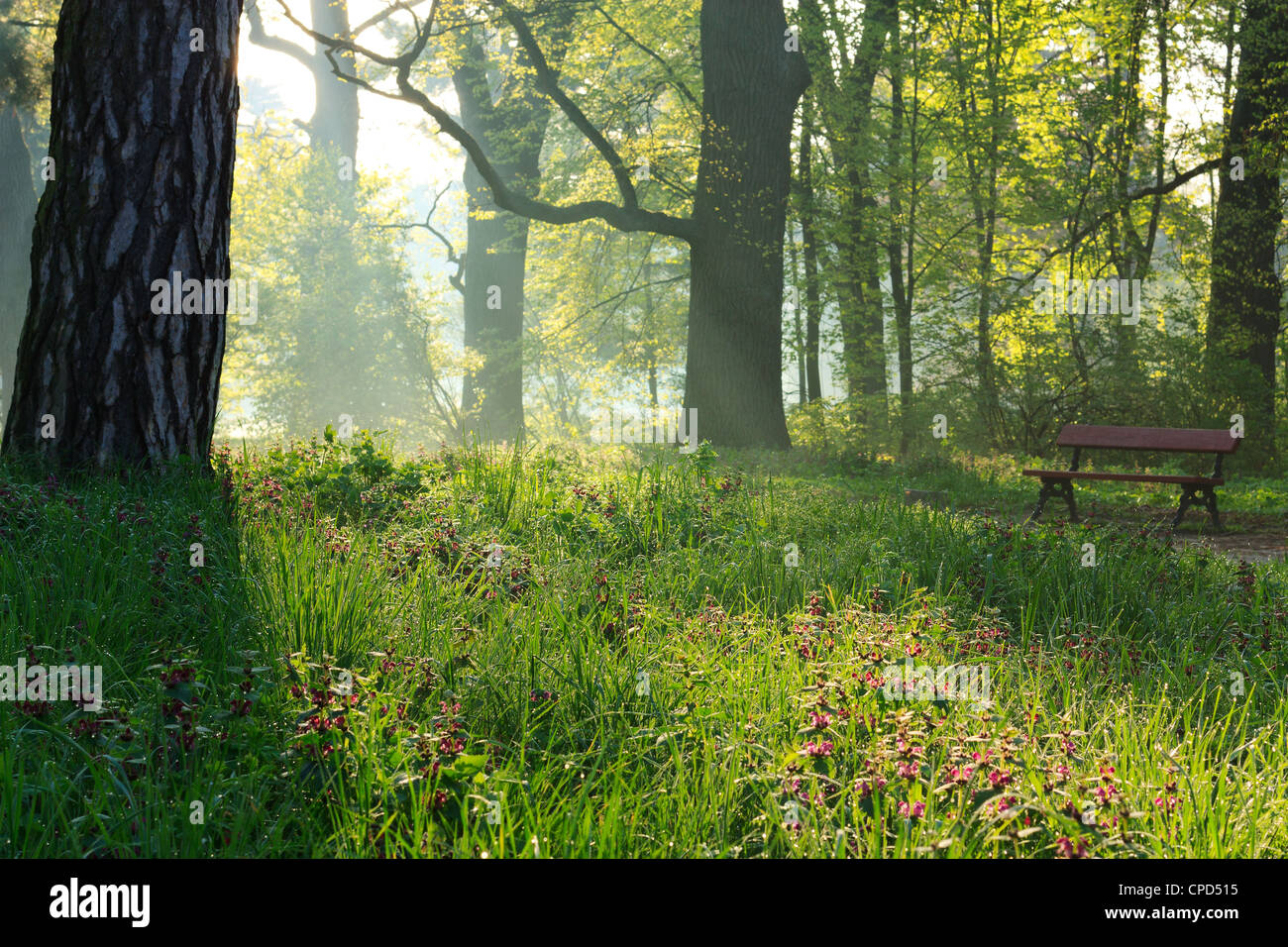 Landscape with old trees and green grass Stock Photo - Alamy