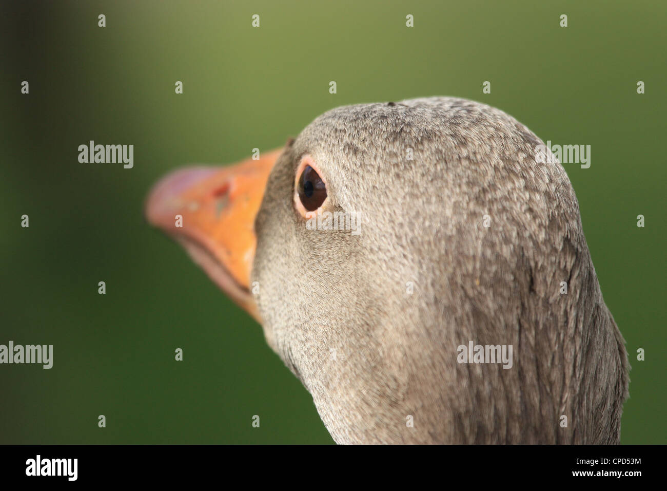 Greylag Goose (Anser anser) Head Stock Photo - Alamy