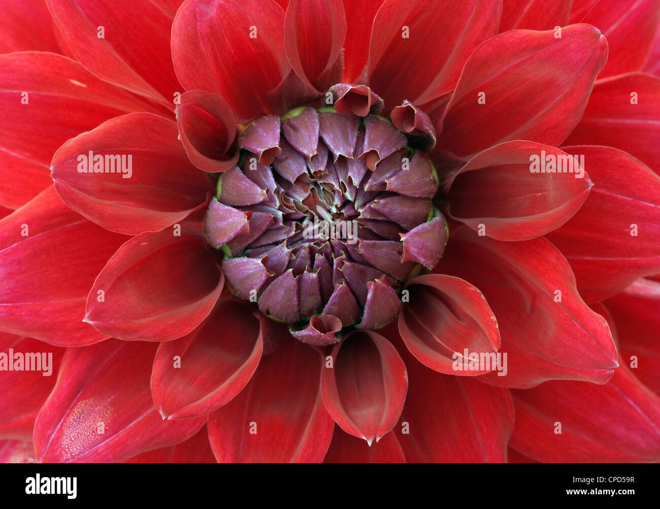 texture of flower. Close up Stock Photo - Alamy