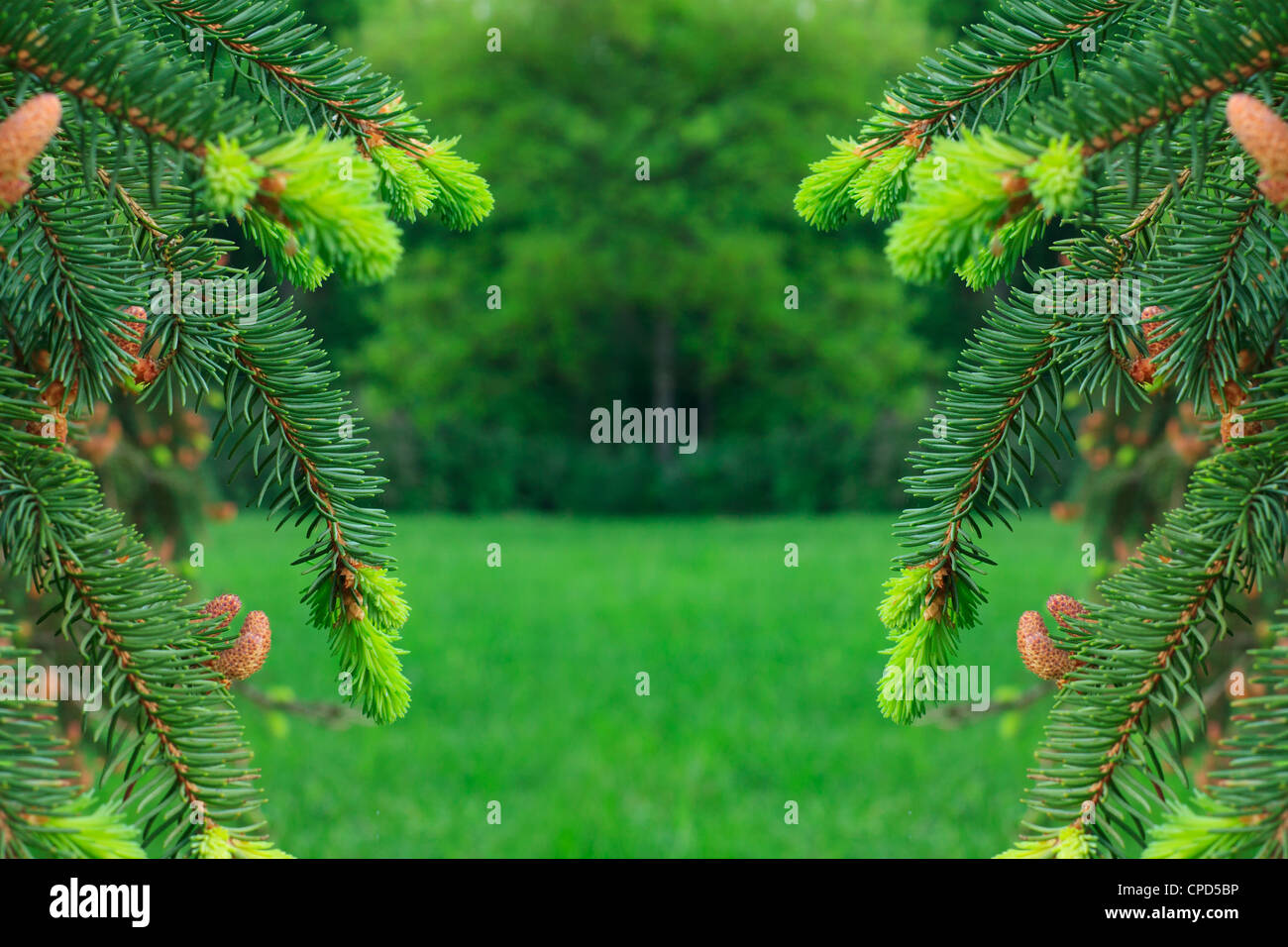 Two spruce branches in spring green background. Background Stock Photo ...