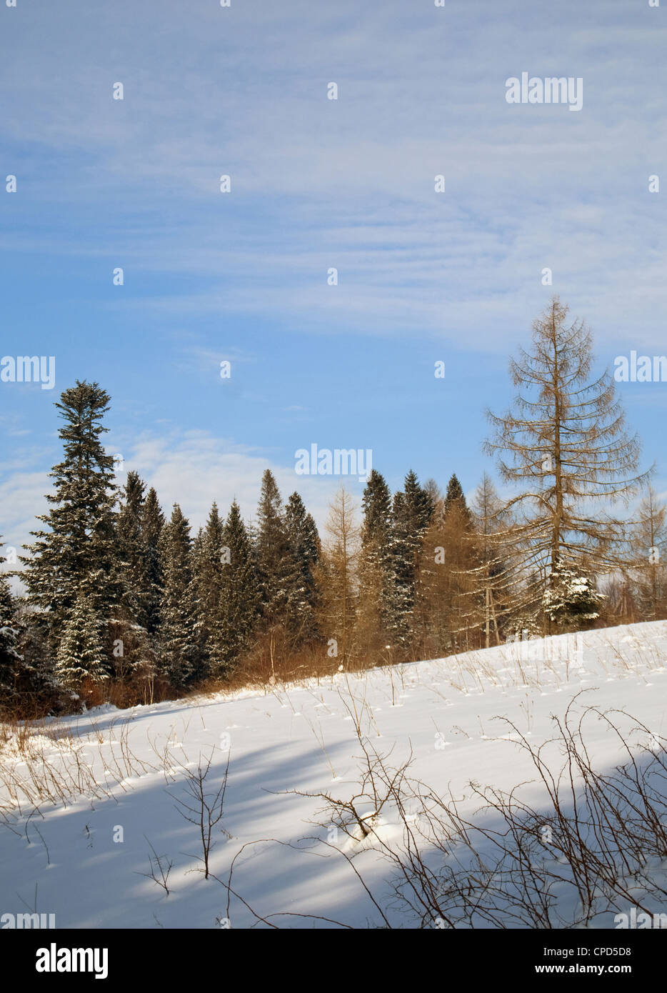winter landscape, forest covered by snow Stock Photo - Alamy
