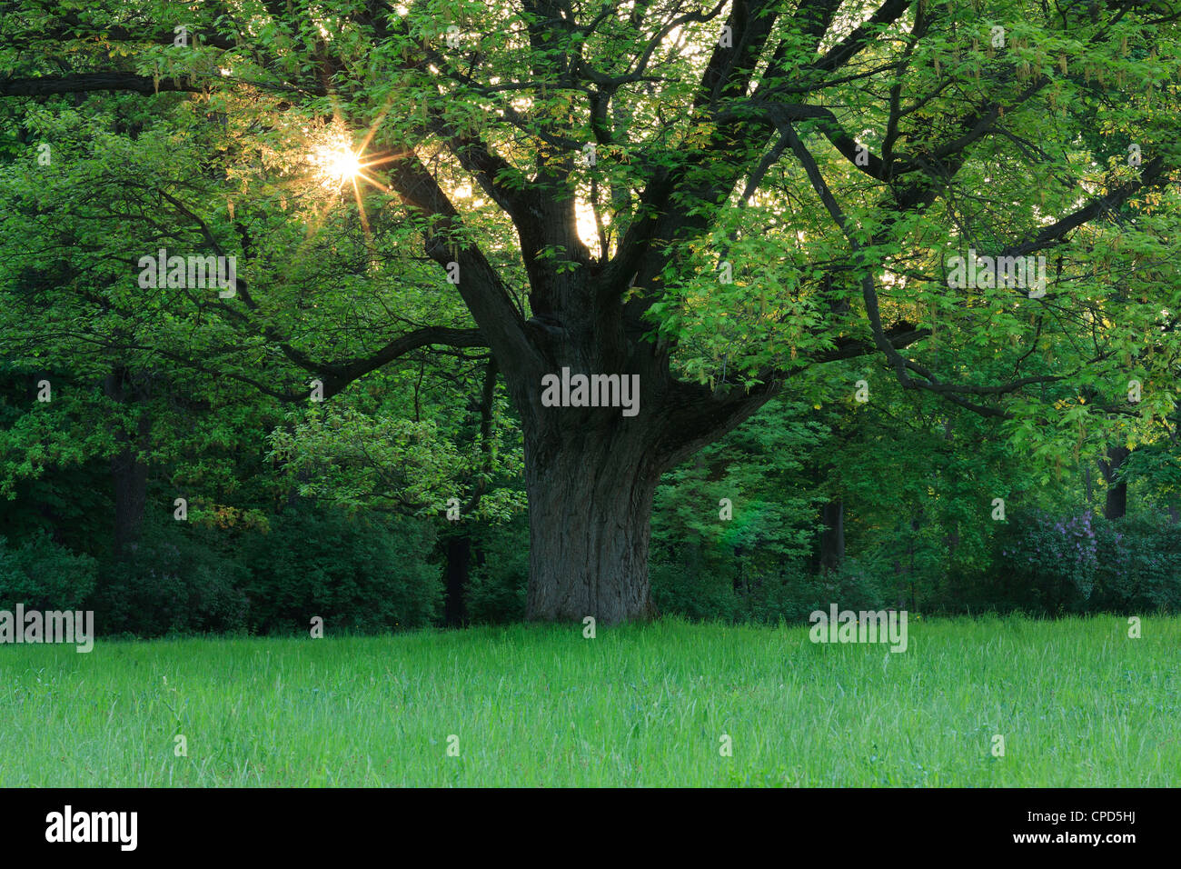 Oak in the spring meadow Stock Photo - Alamy