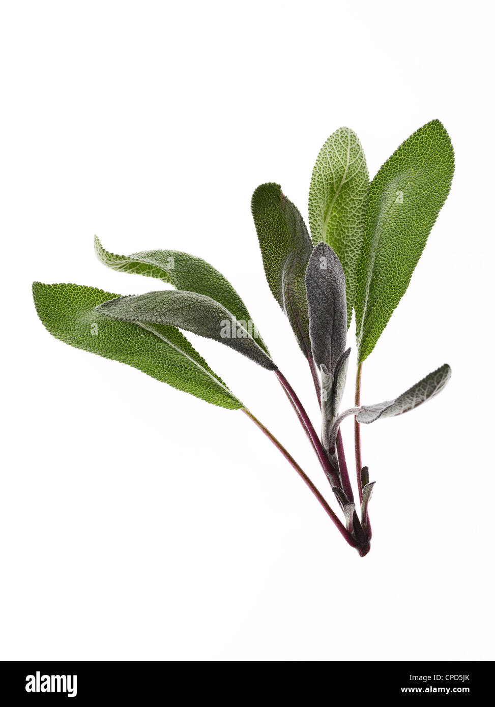 Sprig fresh sage herb hi-res stock photography and images - Alamy