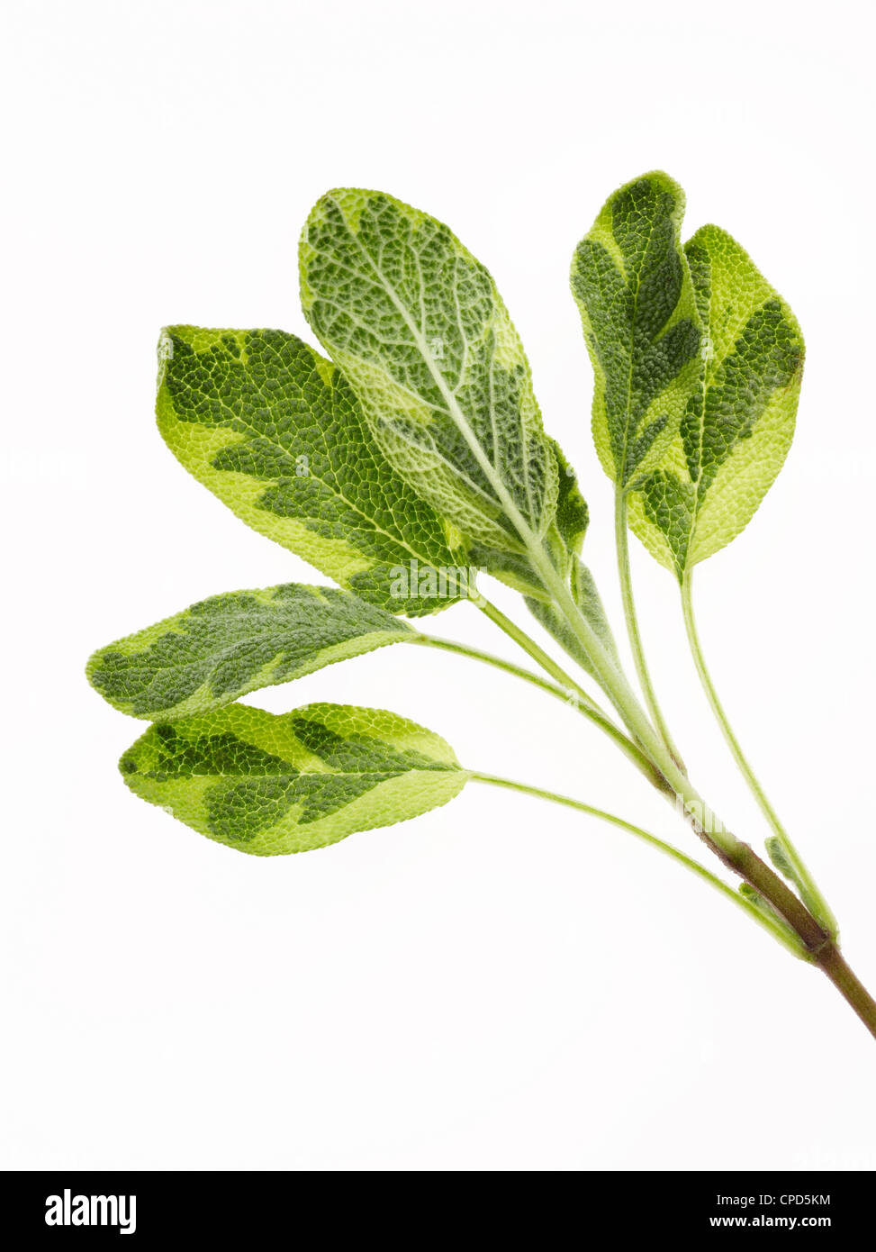 Sprig fresh sage herb hi-res stock photography and images - Alamy
