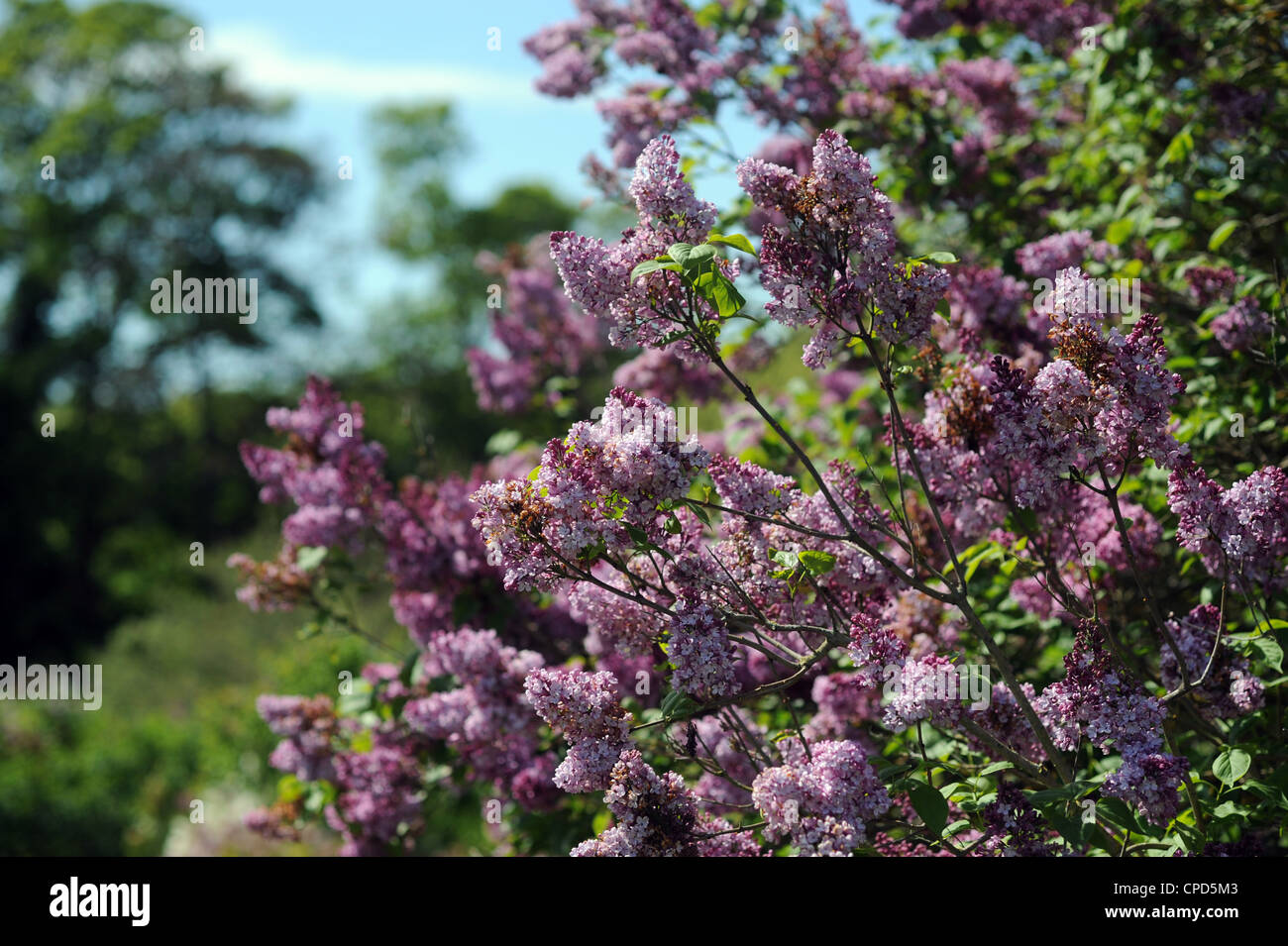 Brighton lilac park uk hi-res stock photography and images - Alamy