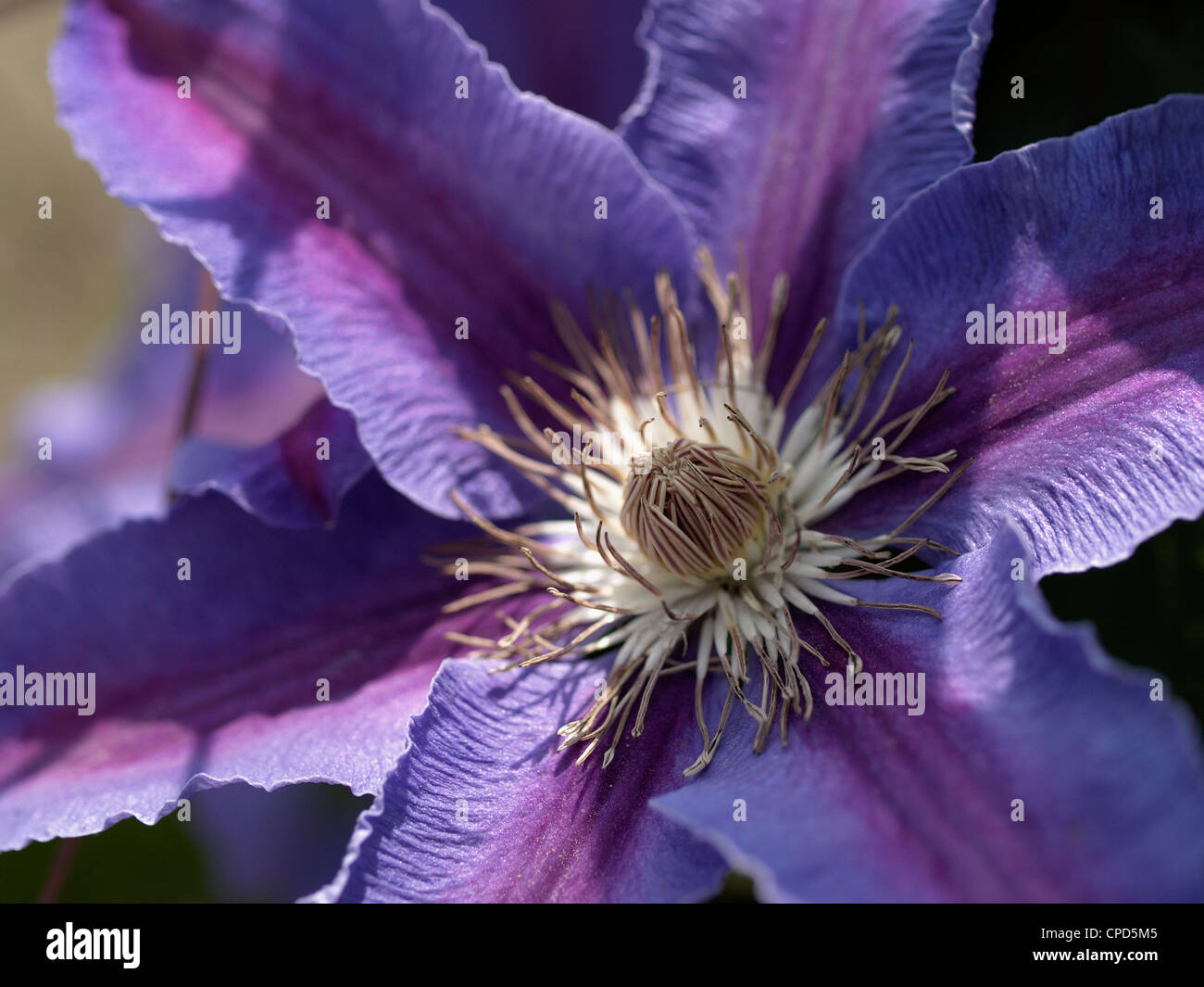 Clematis etoile violette hi-res stock photography and images - Alamy
