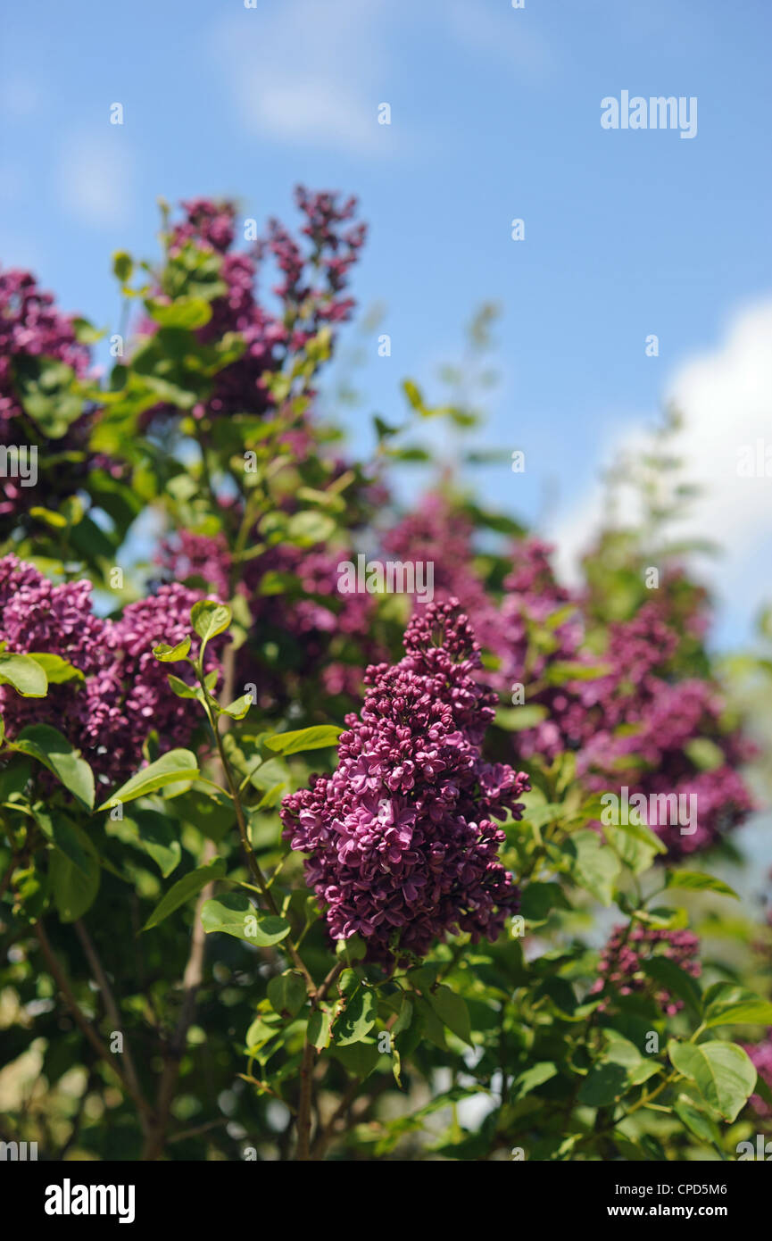 Brighton lilac park hi-res stock photography and images - Alamy