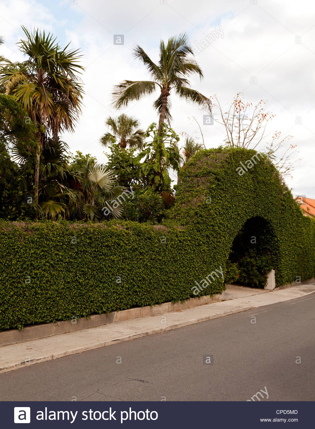 Ficus Hedge Stock Photos & Ficus Hedge Stock Images - Alamy